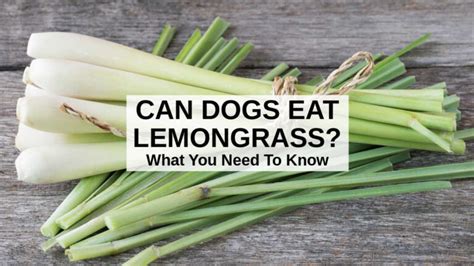 Can Dogs Eat Lemongrass What You Need To Know