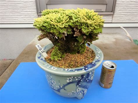 【目立った傷や汚れなし】★いわひば イワヒバ 銘品 金麒麟 約40年物★の落札情報詳細 ヤフオク落札価格検索 オークフリー