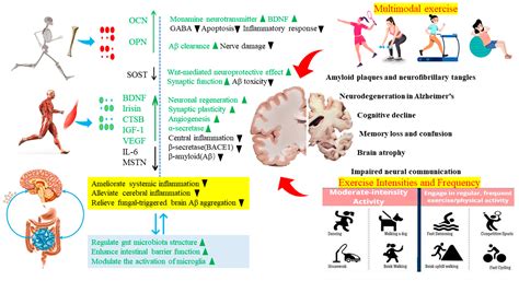 Exercise Intervention For Alzheimers Disease Unraveling
