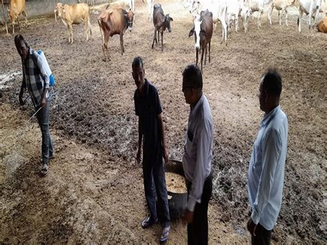 Animal Husbandry Department Isolated Cows Suffering From Lumpi Virus