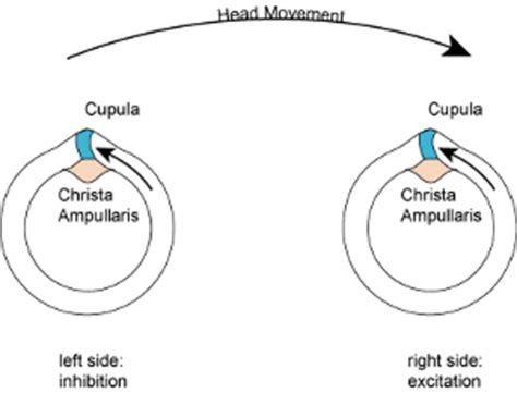 Vestibular Hypofunction Flashcards Quizlet