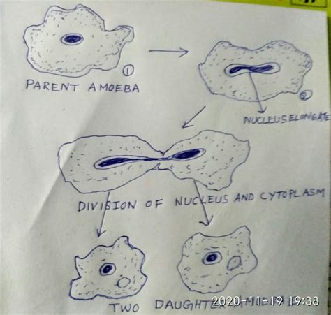 Binary Fission Diagram In Amoeba