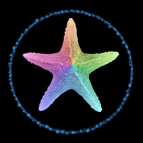 Rainbowf Starfish Papillon Archives 20