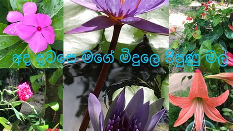 පිපුණු මල් වල ලස්සන ටිකක් බලන්න එන්නකෝ🌻 Youtube
