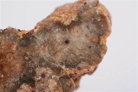 Rare Find Agatised Coral Fossil Lithostrotion Stone Mineral Etsy Uk