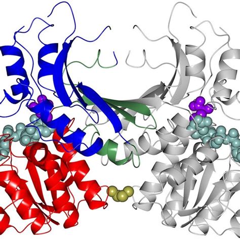 Schematic Representation Of The Cysteine Binding Residues Cysteine Is
