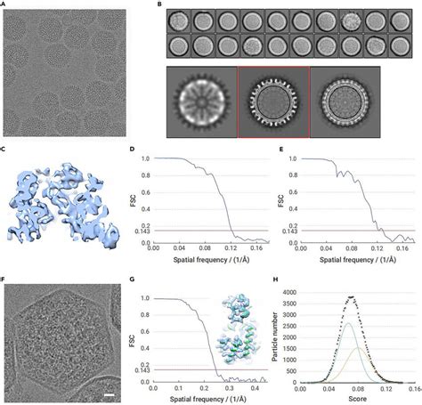 Application A A Micrograph Of Bunyavirus Particles B Upper Panel