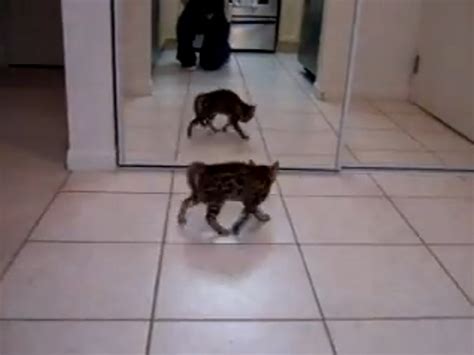 「猫ってほんとコメディー担当だよね」 鏡の中の相手に“やんのかステップ”までマネされた猫のキョトン姿に反響続々 オトナンサー