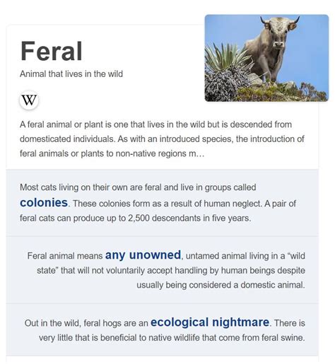 Feral Cat Attacks Bird Brief Video Allan Ivarsson Author Of Amazon