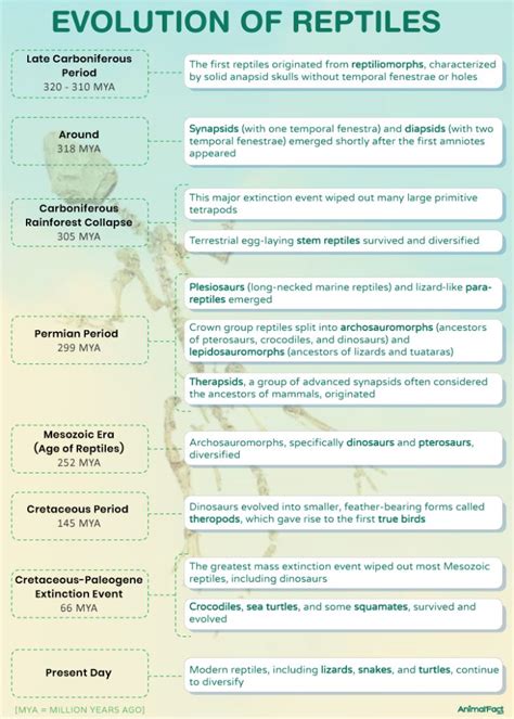 Reptile Definition List Types Characteristics Habitat And Pictures