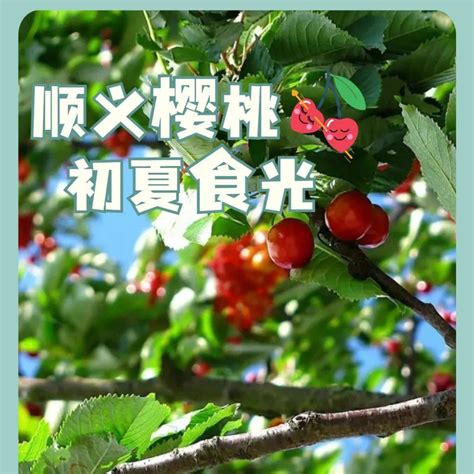 顺义樱桃 初夏食光丨第七届北京顺义樱桃采摘旅游文化节开幕开幕啦~直播活动产品