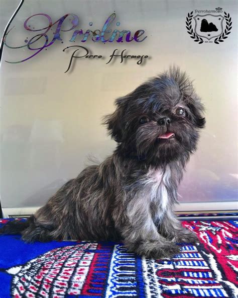 Silver Shih Tzu Is This The Most Unique Shih Tzu Color