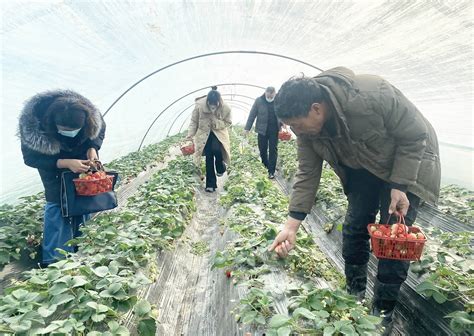 草莓园里春意浓 江都日报