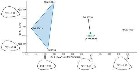 Taxonomic Identification Of Lower Pleistocene Fossil Hominins Based On Distal Humeral Diaphyseal