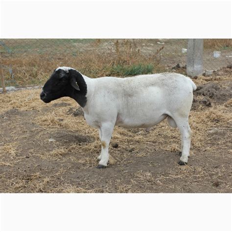 Купить ПЛЕМЕННЫЕ овцы породы Дорпер Беляевка Овцы — Apkua