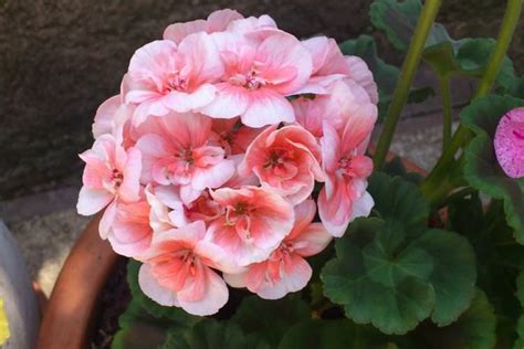 Пеларгонія герань 75 фото види догляд та вирощування