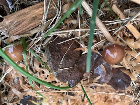 New Pins In A Old Patch R Psilocybe Cyanescens