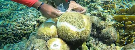 Unraveling The Mystery Of Stony Coral Tissue Loss Disease In Belize