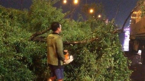 Akibat Hujan Disertai Angin Kencang Sejumlah Pohon Di Jakarta Utara Tumbang Tribunjakarta