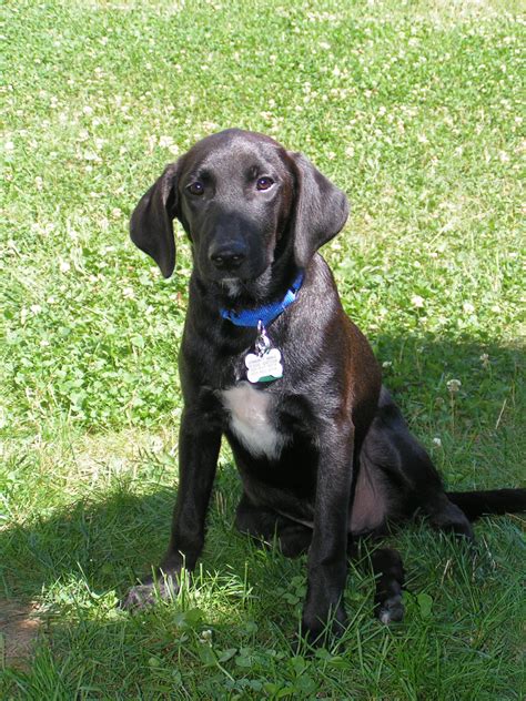 Pope Memorial Humane Society Update The Owner Of This Gal
