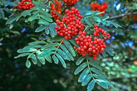 Sorbus Aucuparia Rosaceae
