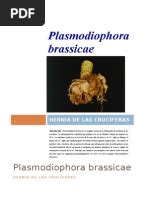Pochonia Chlamydosporia Control De Nematodos Pdf Agua Suelo