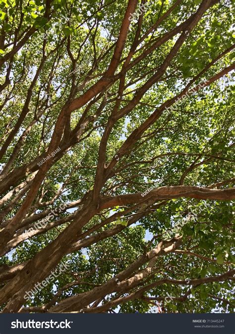 Under Big Tree Braches Leaves Stock Photo Shutterstock