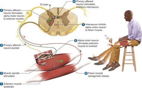 Reflexes Anatomy And Physiology I Course Hero