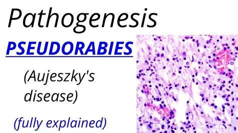 Pathogenesis Pseudorabies Aujeszkys Disease Fully Explained Youtube