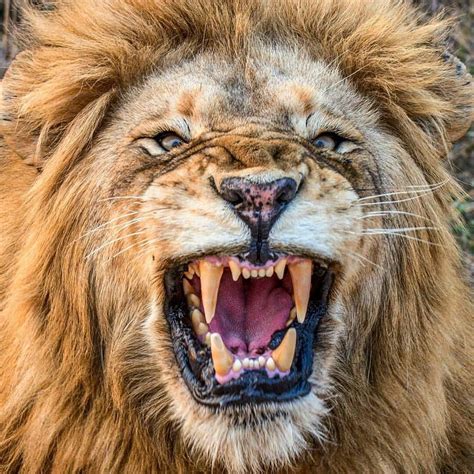 Male Lions Face Roaring