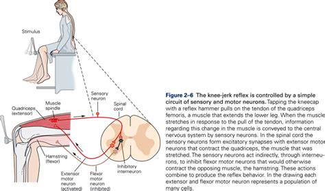 Spinal Reflexes Kines 531 Neural Control Of Movement