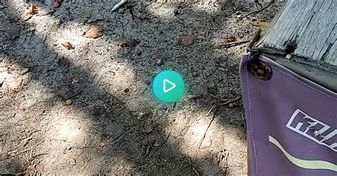 Fsot Trilogy Pro Sf E Framed Autococker Shooting Album On Imgur