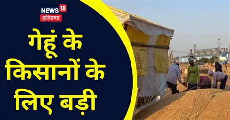 Haryana Wheat Farmers गेहूं के किसानों को बड़ी राहत 80 फीसदी खराब फसल