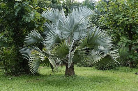 23 Broadleaf Plants For Home And Garden Ultimate Guide With Photos And