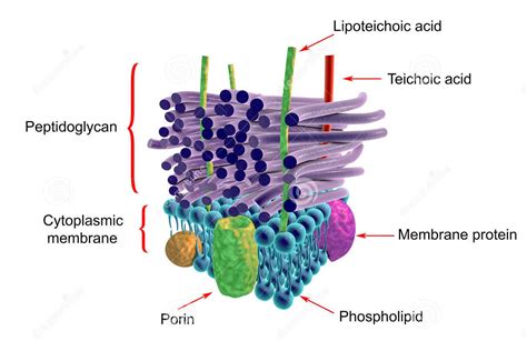 Bacterial Cell Wall Or Cell Envelope Tajassus
