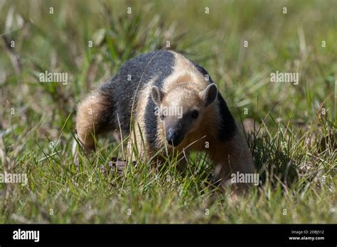 Southern Tamandua Tamandua Tetradactyla Pantanal Mato Grosso Do Sul