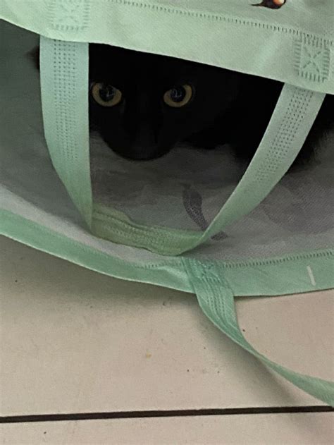 Épinglé Par Joanne Cheshire Sur Luna And Lexie