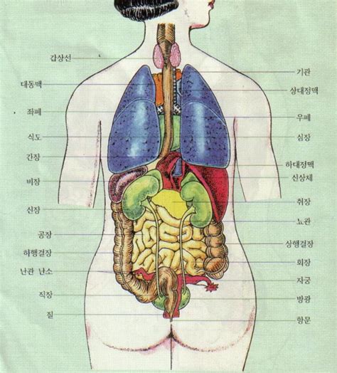 독맥 관련 해부도 네이버 블로그