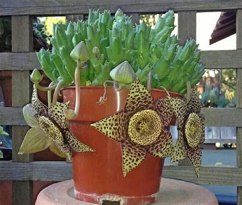 Hermosas M Gicas Y Misteriosas Flores De Suculentas Plantas