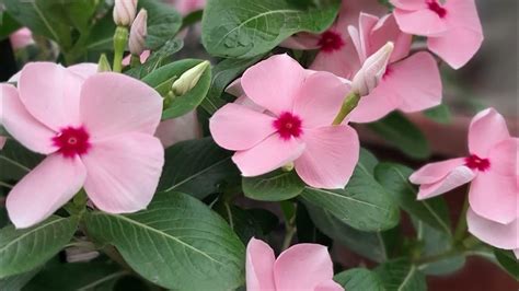 ছাদ বাগানে কি অপরুপ সুন্দর ফুল ফুটেছে ।। What Beautiful Flowers Have