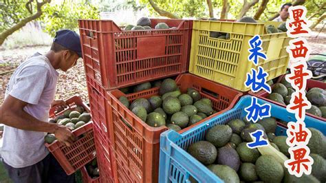 墨西哥牛油果采收季工人用长棍双手采摘不伤果皮能卖高价