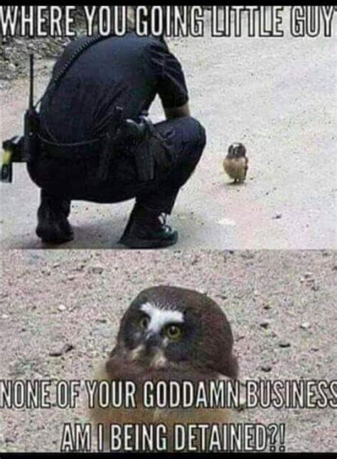 Delinquent Owl Cops Humor Police Humor Funny Animal Memes