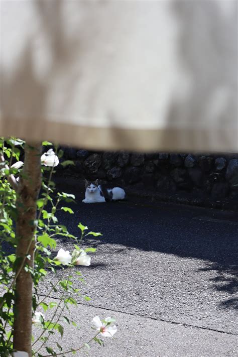 朝晩涼しくなってきましたが、まだまだお昼間は日差しが強いです。 お店の周りによく現れる猫ちゃんも日陰で休んではります。じっと見つめるだけで