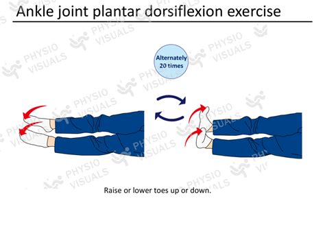 Ankle Joint Plantar Dorsiflexion Exercise Physio Visuals Illustrated