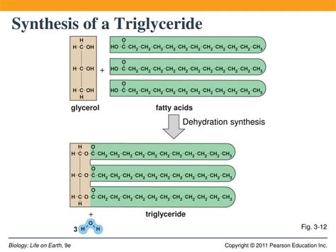 Ppt Biological Molecules Powerpoint Presentation Free Download Id