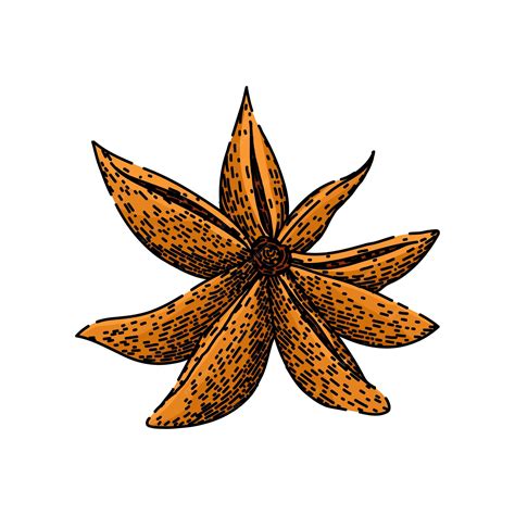 Alimentos Anís Estrella Boceto Dibujado A Mano Vector Vector Premium