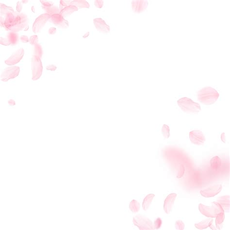 桜の花びらが落ちる。ロマンチックなピンクの花のコーナー。白い正方形の背景に飛んでいる花びら。 プレミアムベクター