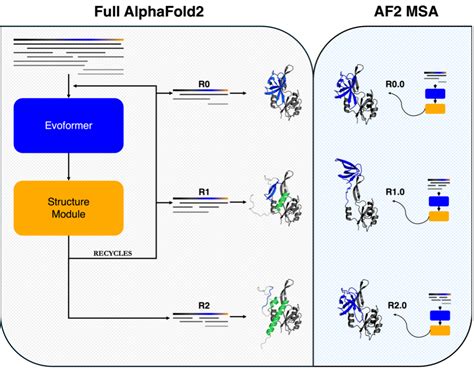 Alphafold Predictions Of Fold Switched Conformations Are Driven By