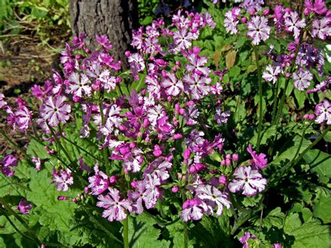 Primula Sieboldii Primulaceae