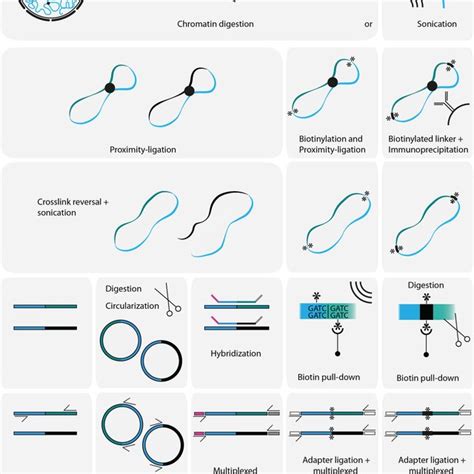 1 Chromosome Conformation Capture Approaches Download Scientific Diagram